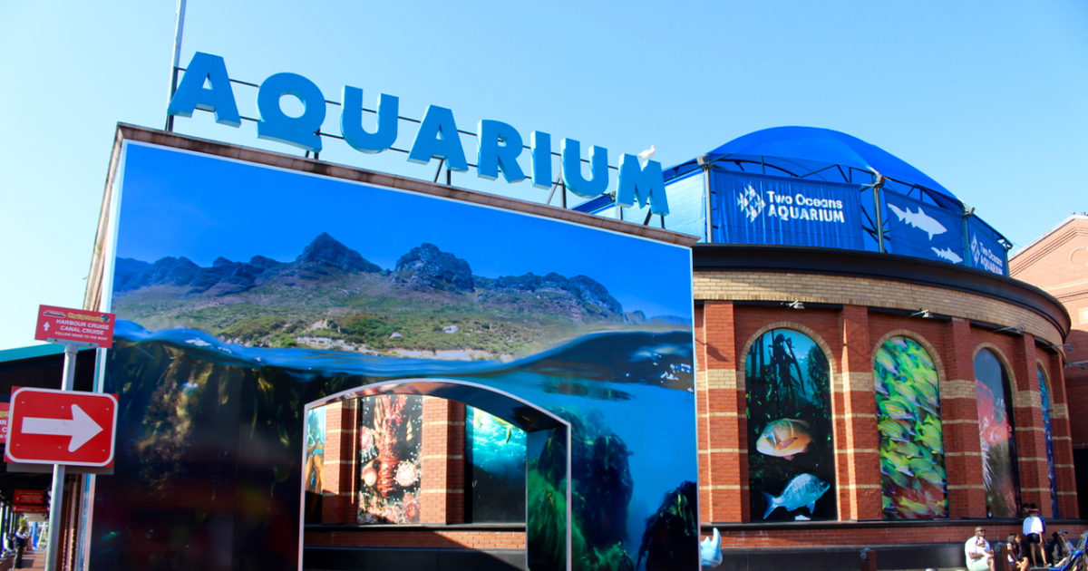Discover the Wonders: Activities at the Two Oceans Aquarium - Mynewsroom
